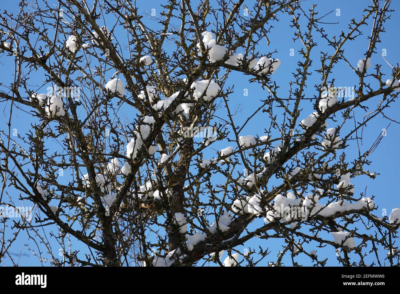 Lump snow on branch hi-res stock photography and images - Alamy