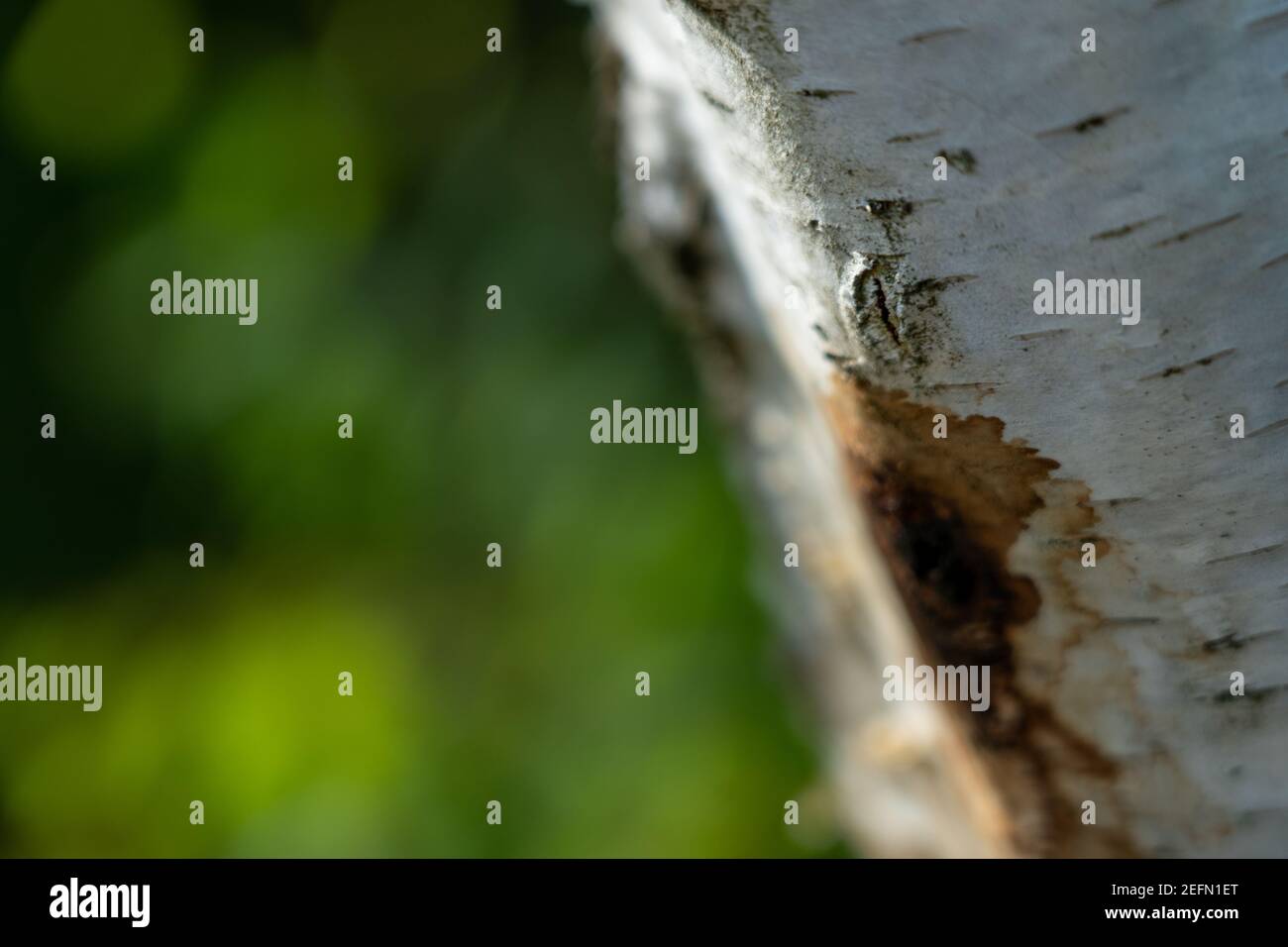Birch trees with emerging foliage in summer time in lueneburger heide ...