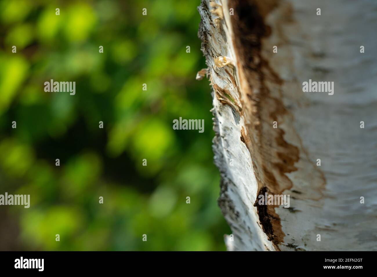 Birch trees with emerging foliage in summer time in lueneburger heide ...