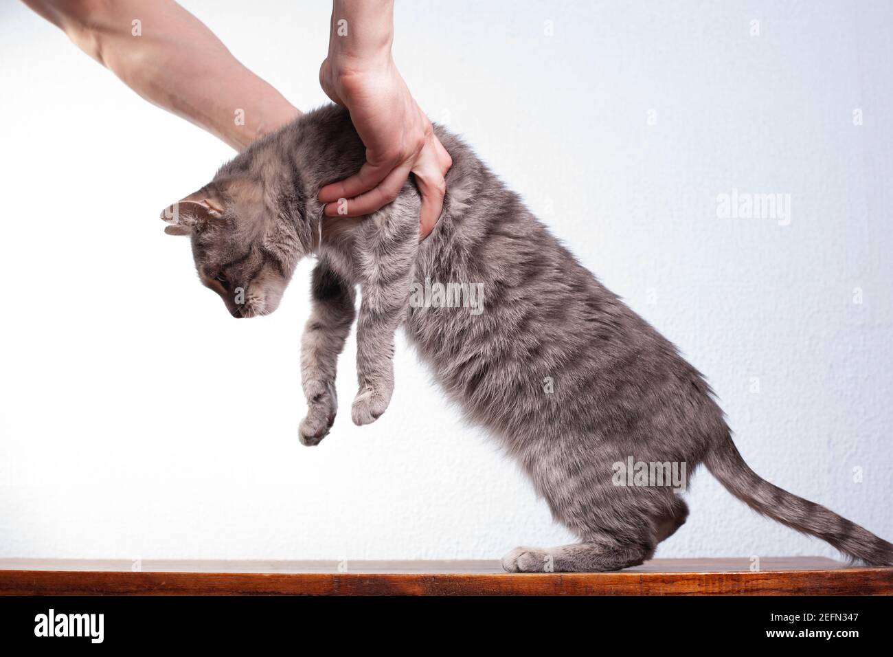 Grey striped shorthaired domestic cat being lifted up from table with ...