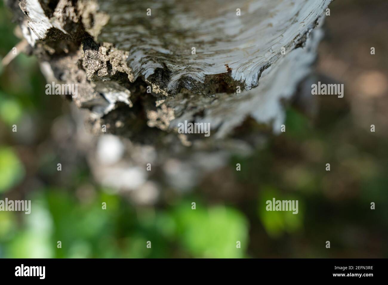 Birch trees with emerging foliage in summer time in lueneburger heide ...