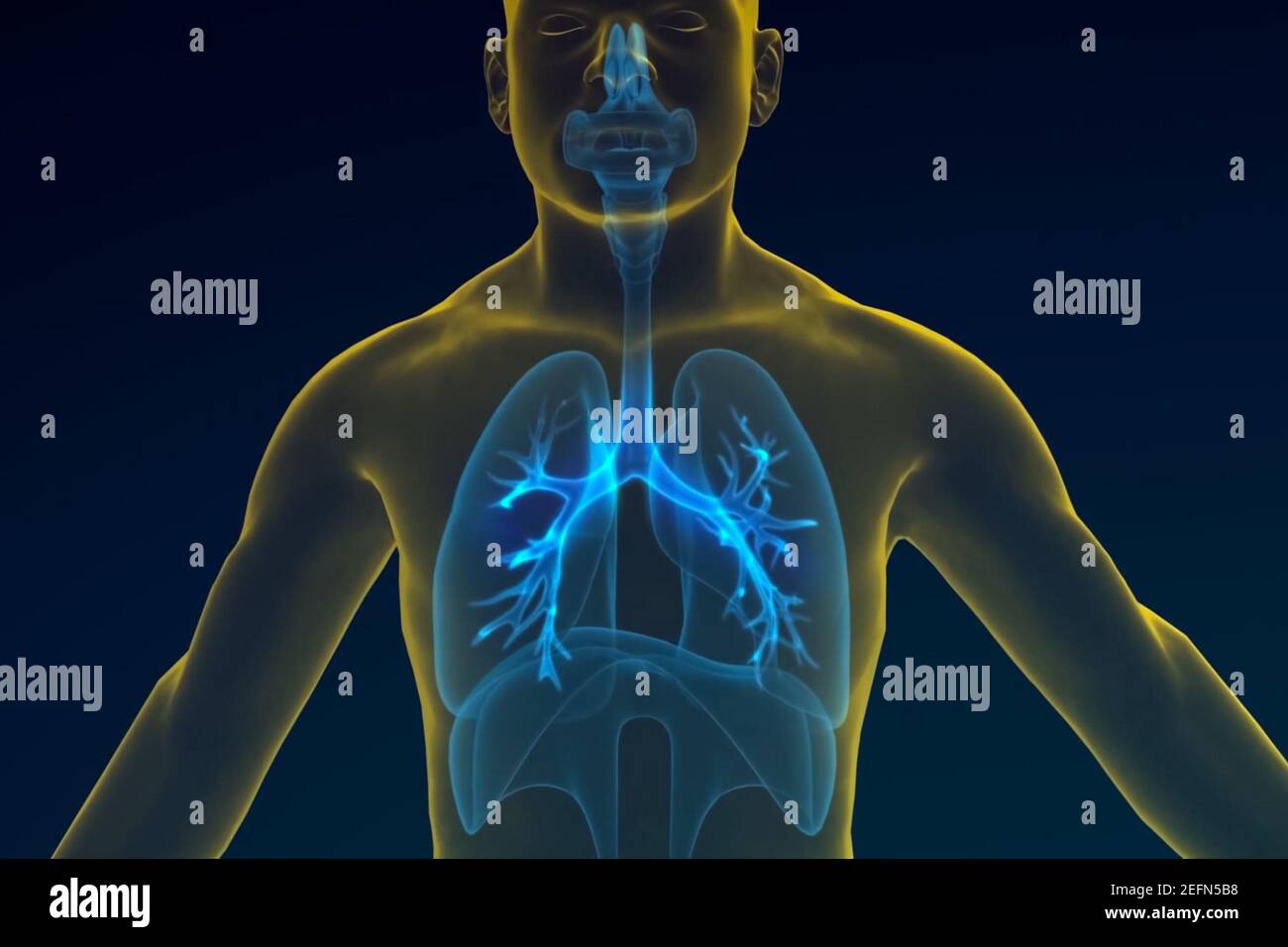Respiratory System Model
