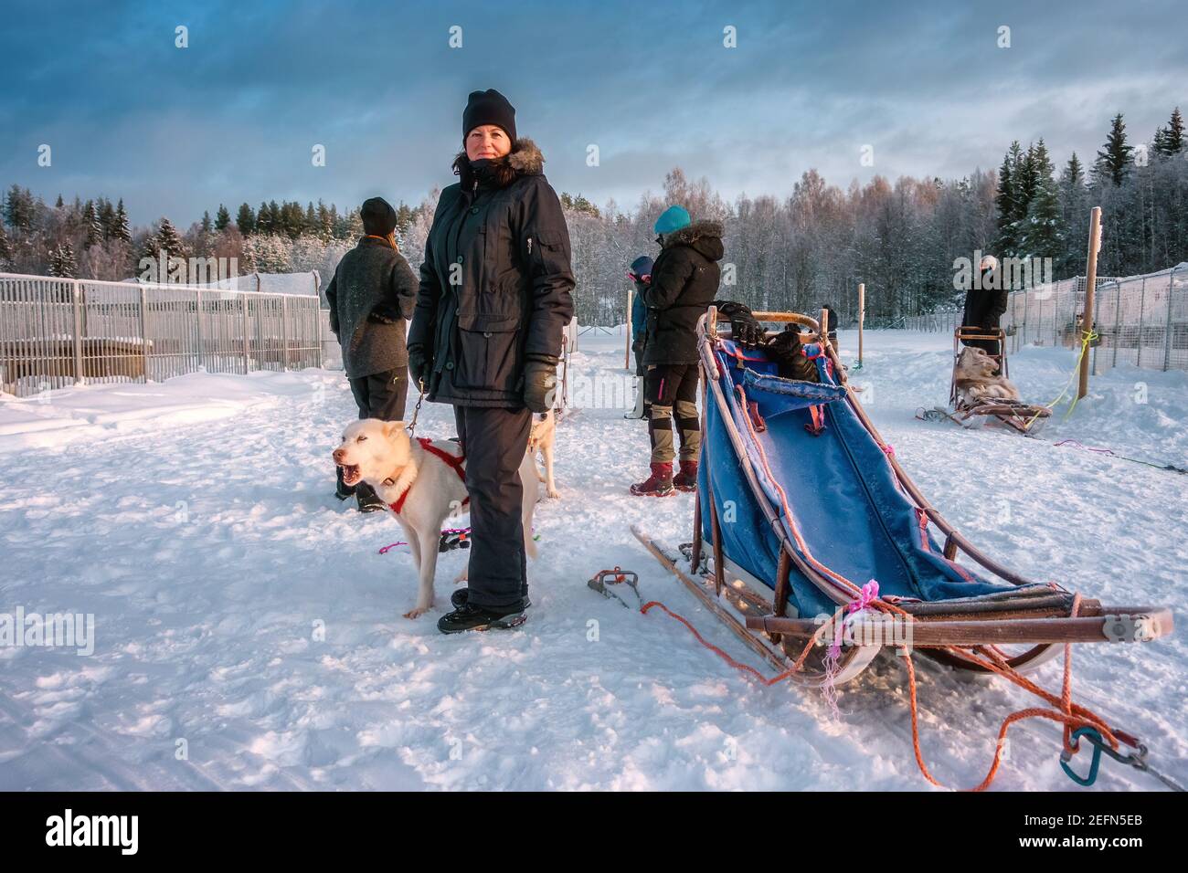 Pretty middle aged Caucasian Scandinavian women holds white husky dog ...