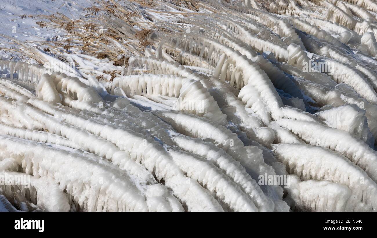 Dutch breakwater with reed covered by ice Stock Photo - Alamy