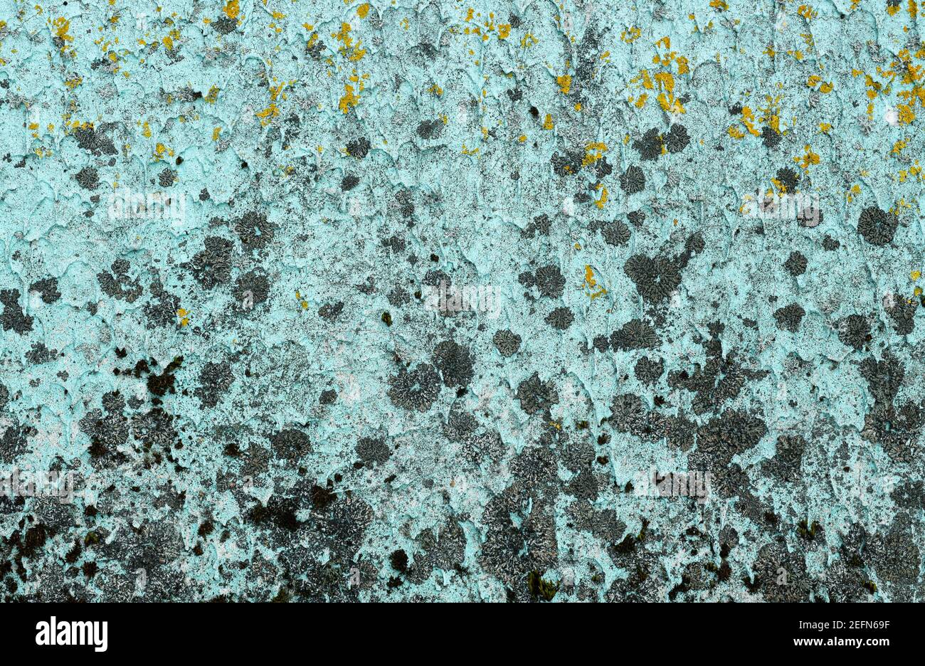 Overgrown mold on an old wall, close-up Stock Photo - Alamy