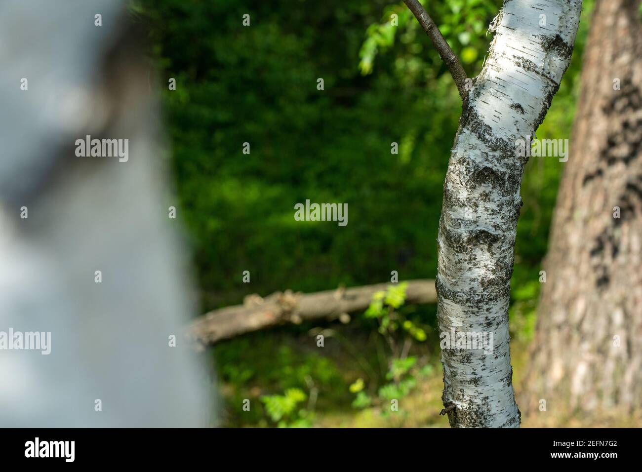 Birch trees with emerging foliage in summer time in lueneburger heide ...