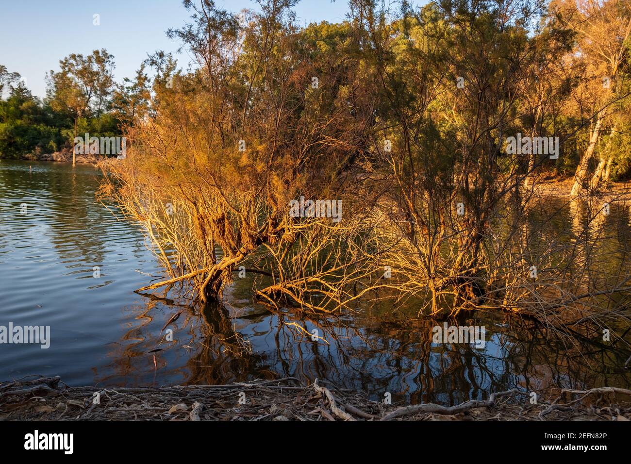 Athalassa Lake in Cyprus with beautifully lit water, and trees a ...