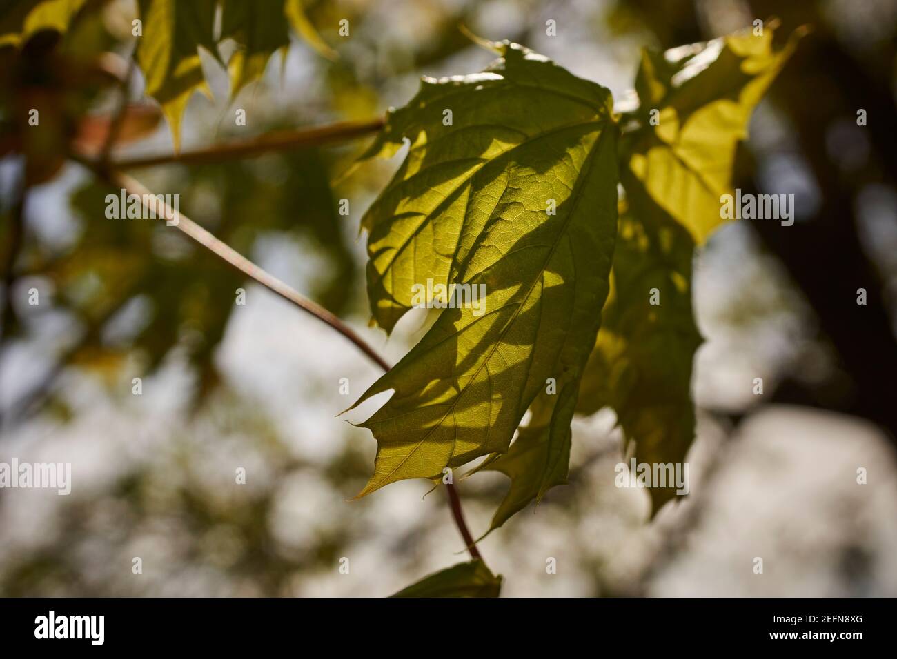 Spring maple leaf hi-res stock photography and images - Alamy