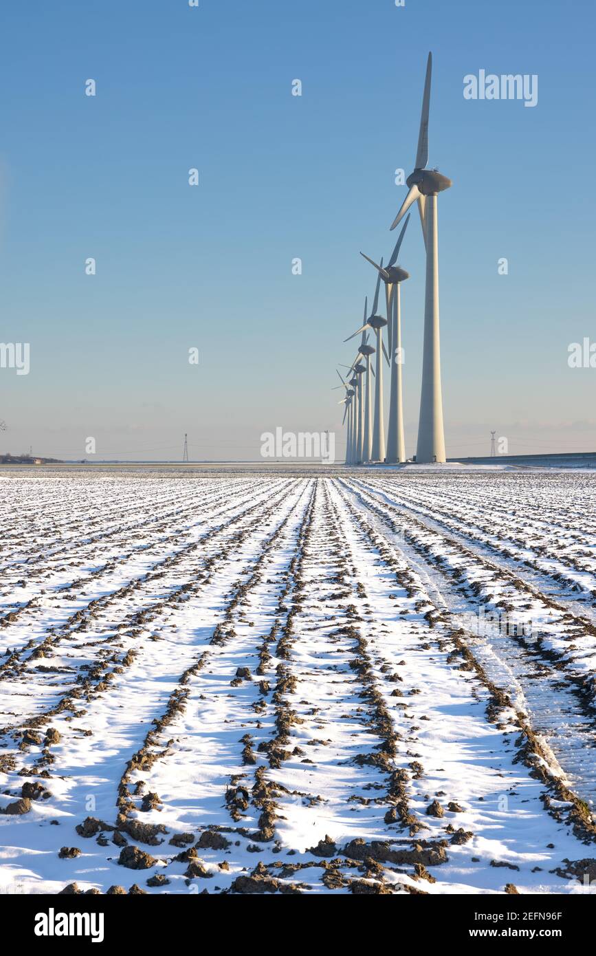 Dutch rural landscape with windturbines and fields covered with snow ...