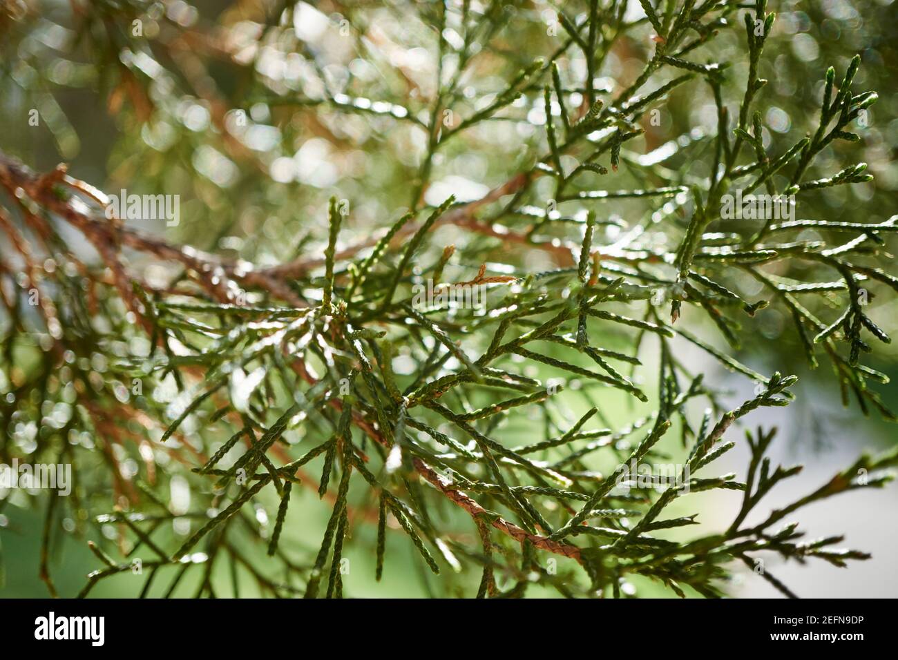 Closeup pine needles hi-res stock photography and images - Alamy