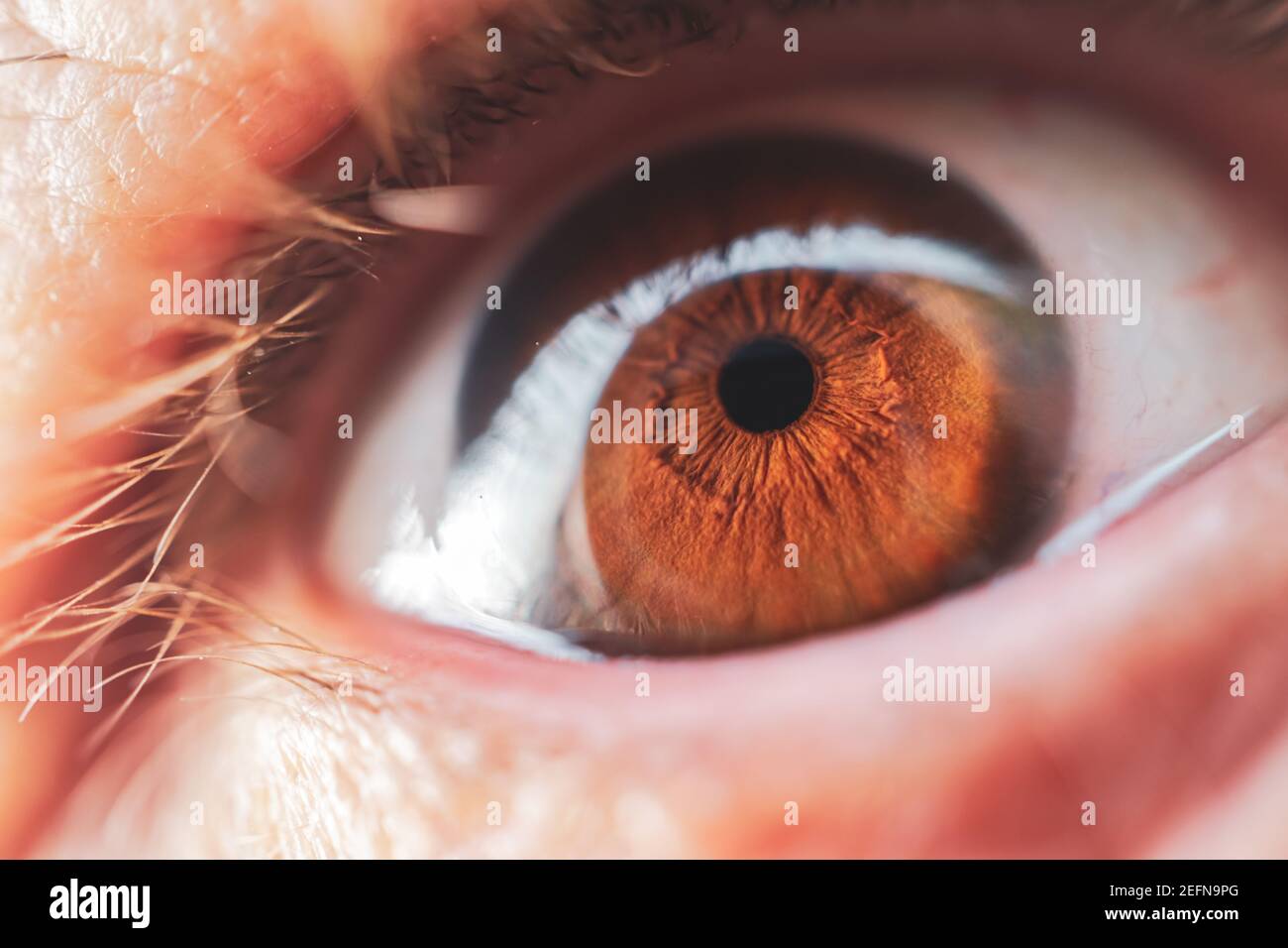 Human eye brown color hi-res stock photography and images - Alamy