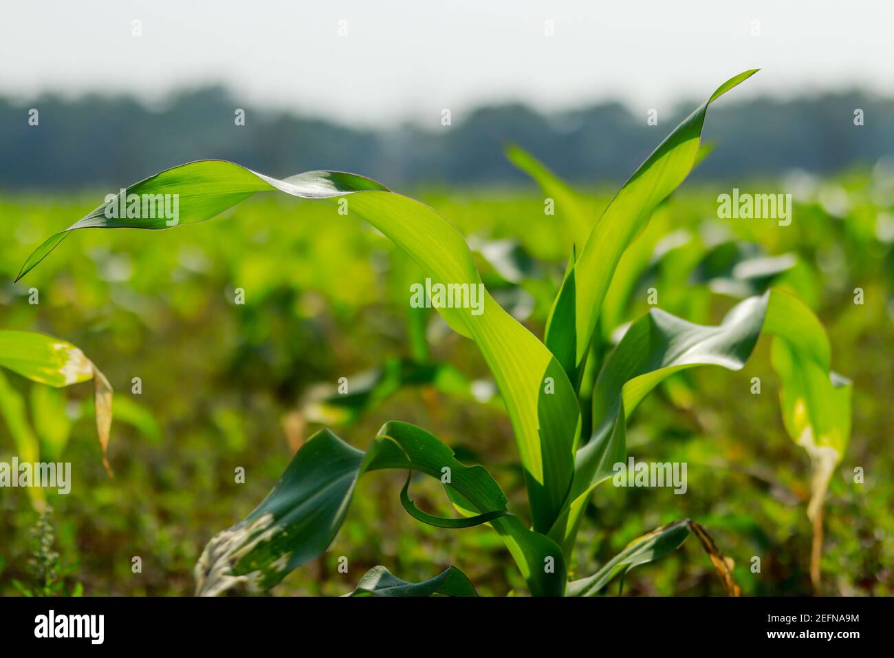 Maize green tree is also known as corn is a cereal grain that a ...