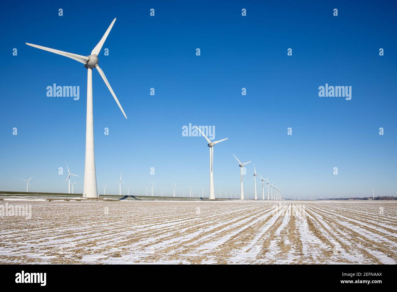 Dutch agricultural landscape with windturbines and fields covered with ...
