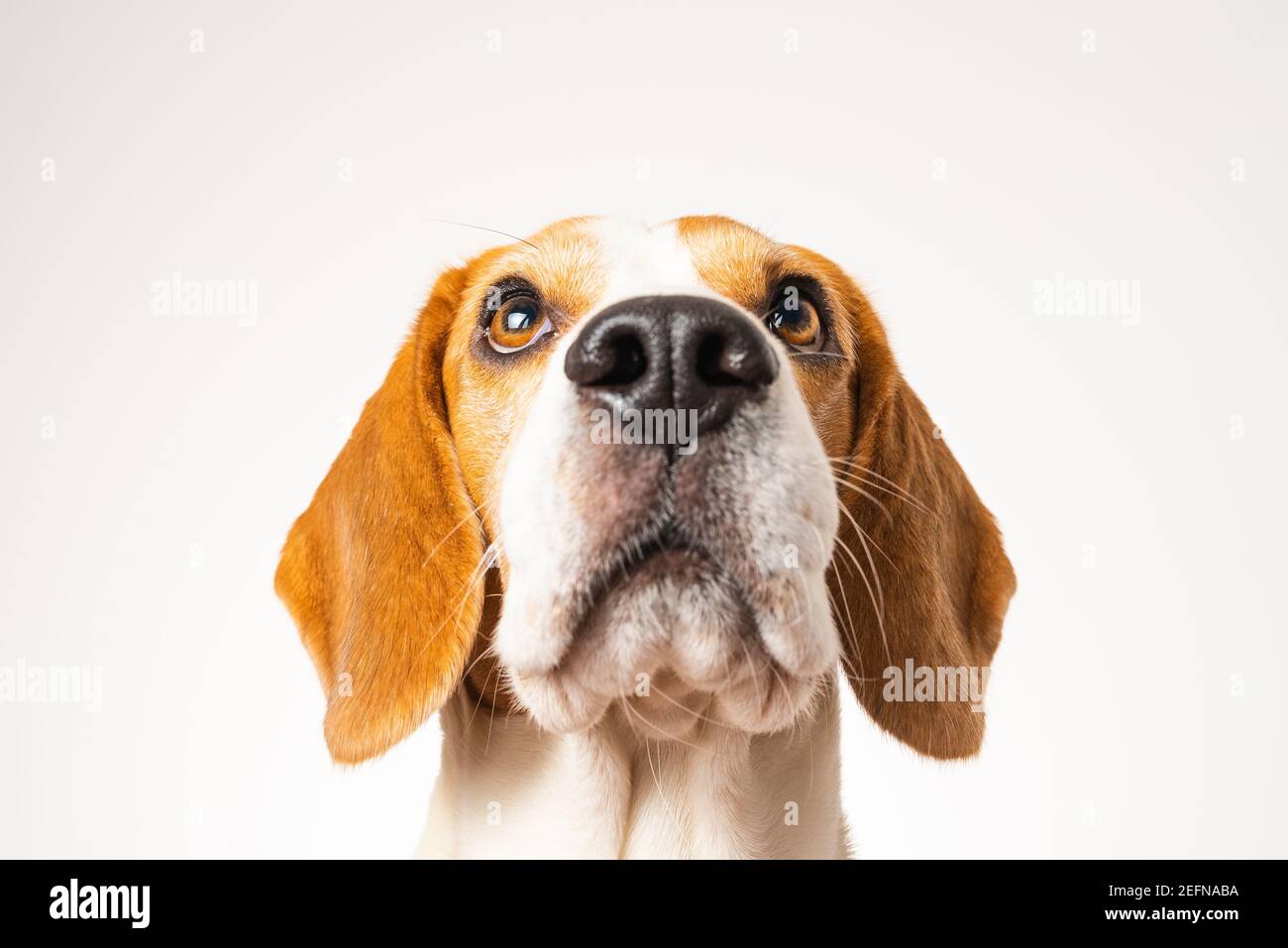 Dog headshoot isolated against white background. Beagle dog looking up ...