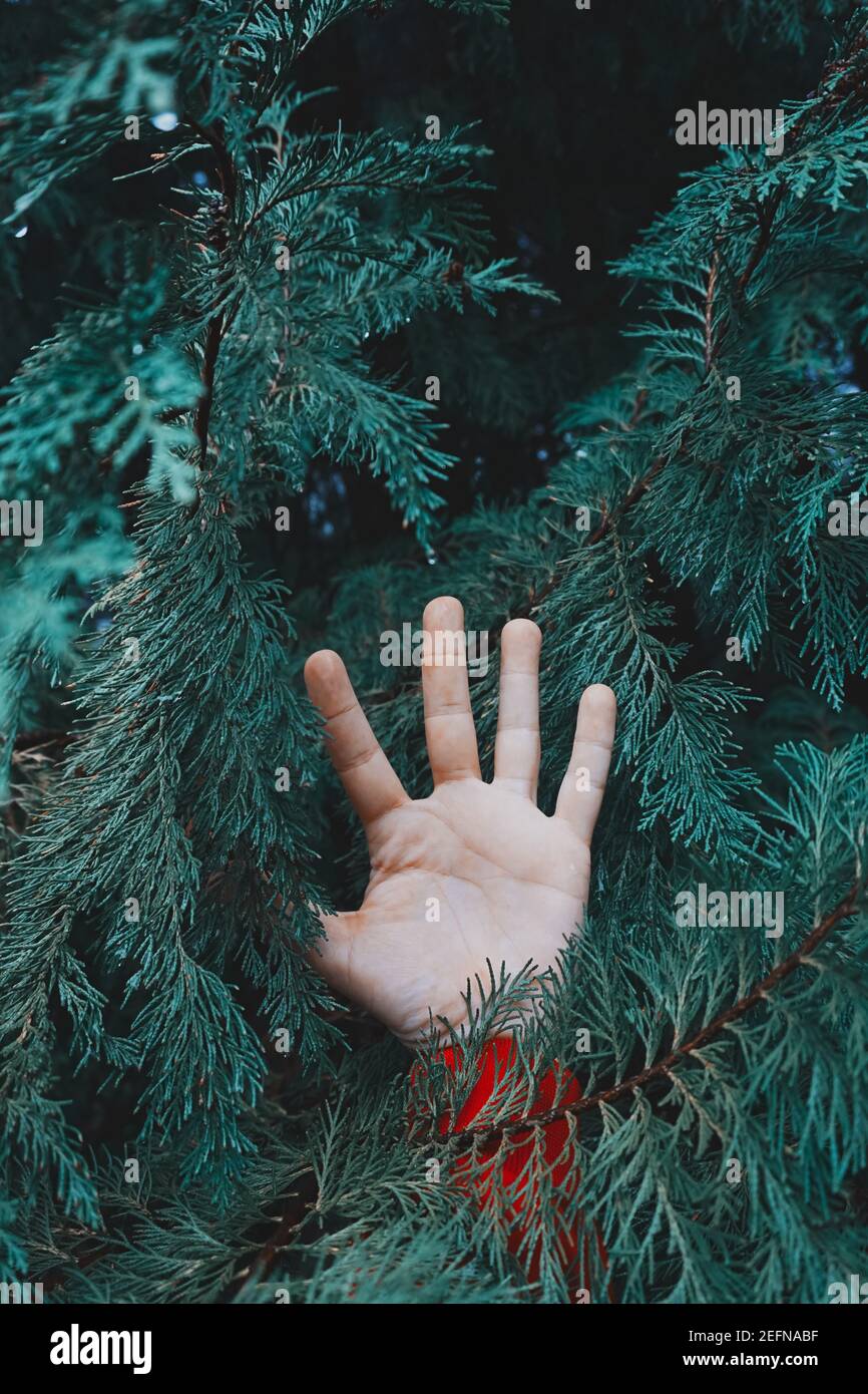 Hand touching green tree leaves hi-res stock photography and images - Alamy