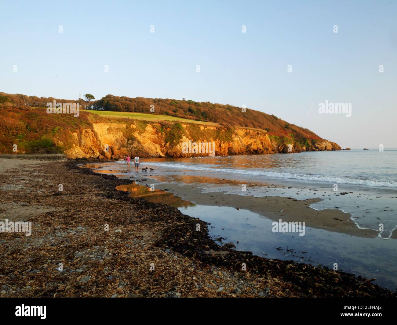 Evening light at Porthluney Cove, Caerhays, Cornwall Stock Photo - Alamy