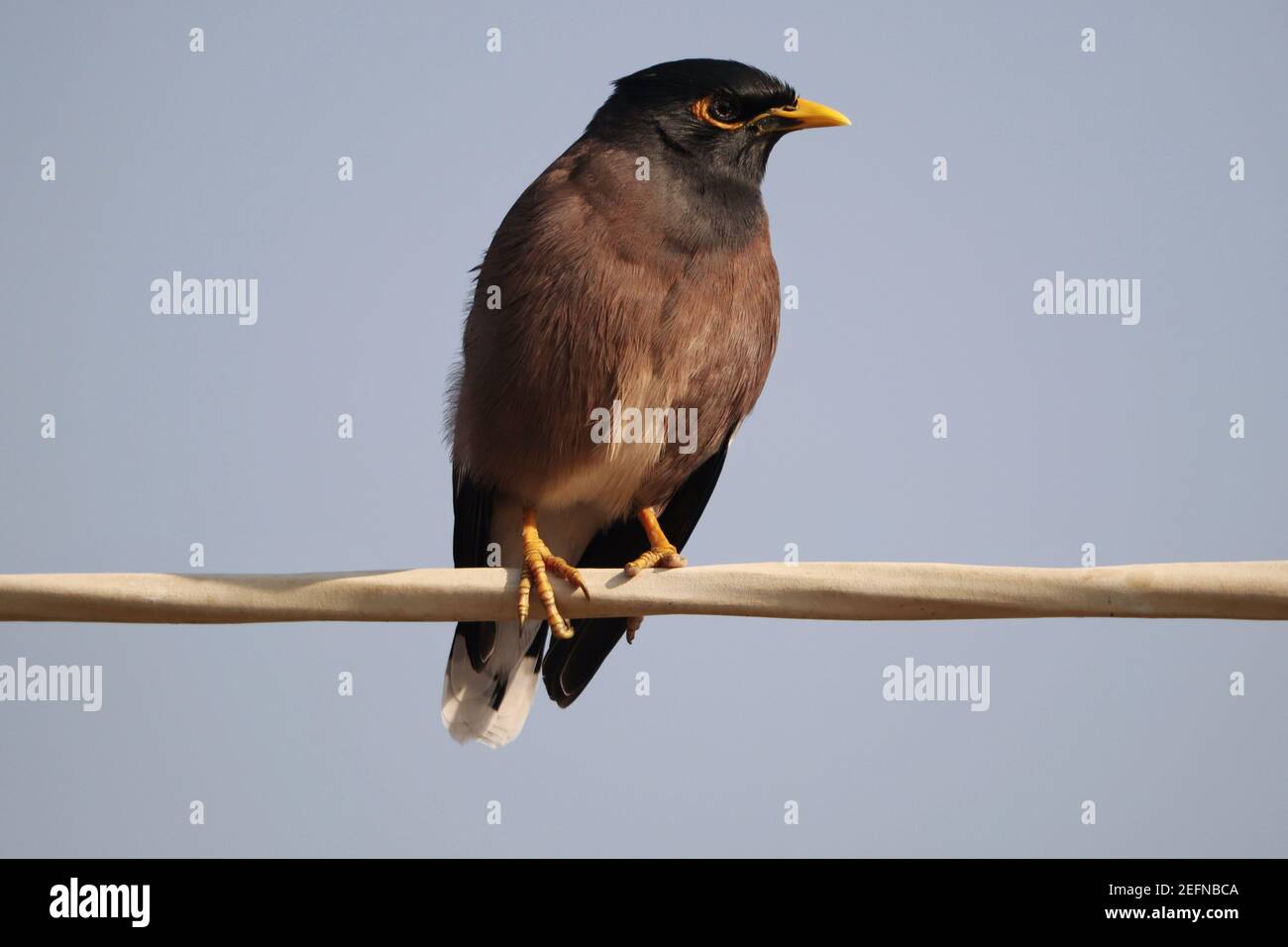 Close up shot myna bird hi-res stock photography and images - Alamy