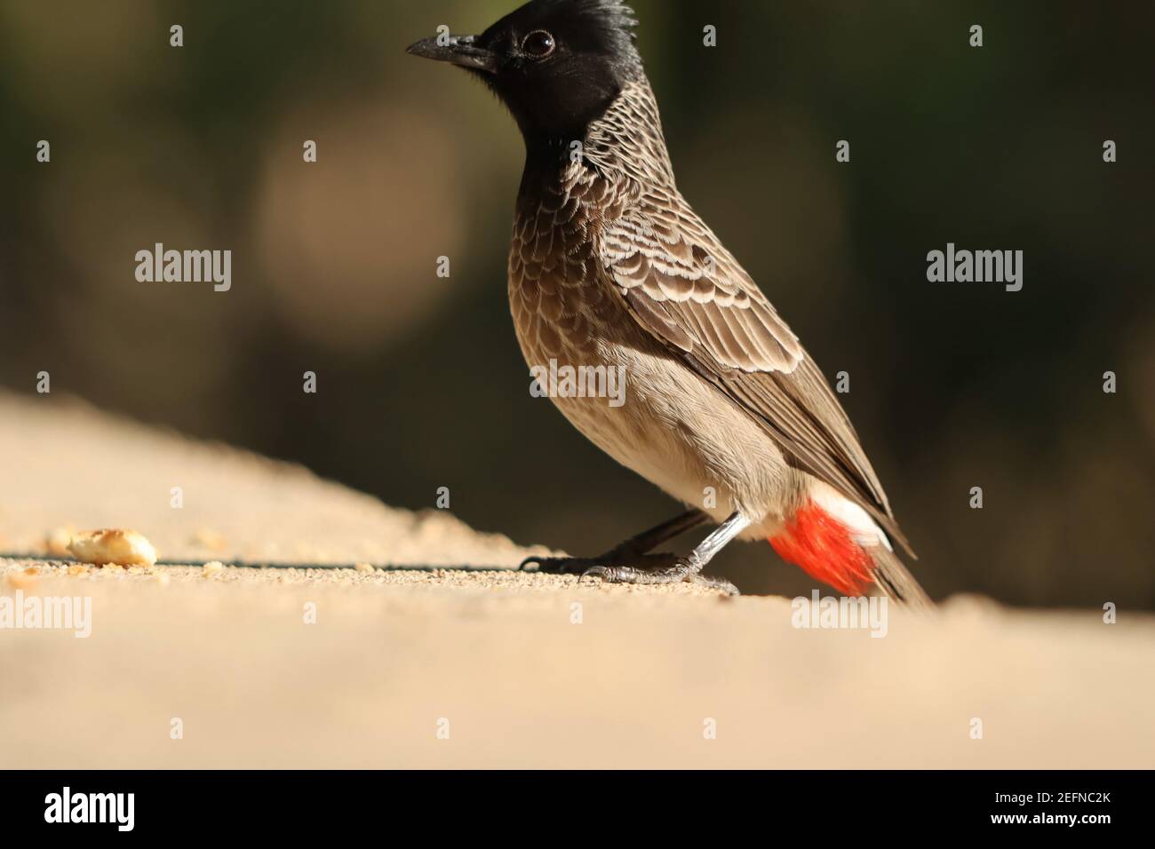 Closeup shot of a red-vented bulbul bird Stock Photo - Alamy