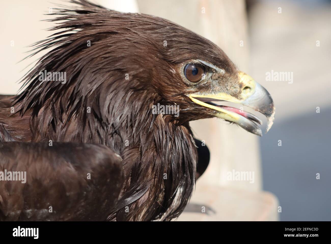Golden eagle face hi-res stock photography and images - Alamy