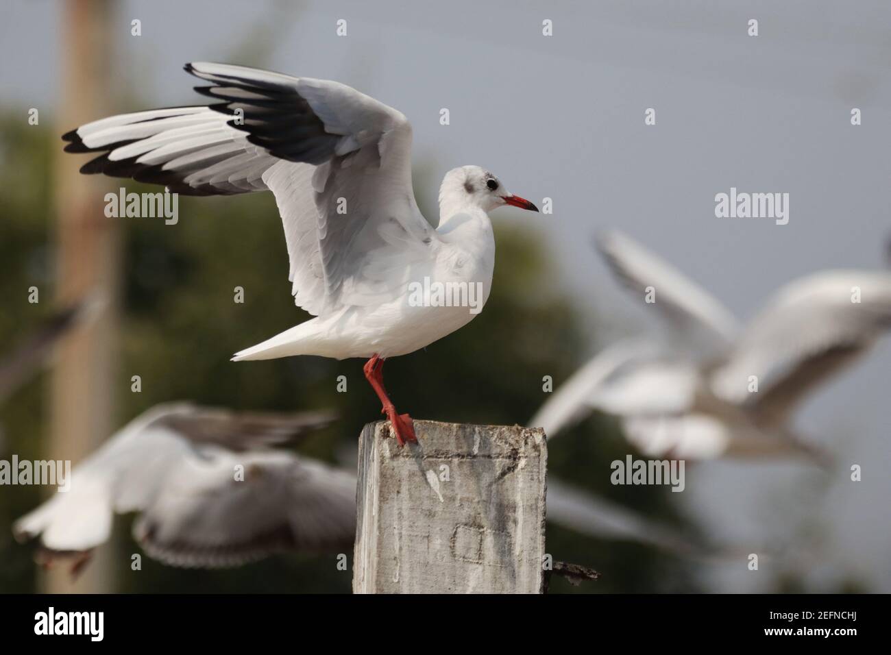 Closeup shot of a seagull perched on a piece of wood Stock Photo - Alamy