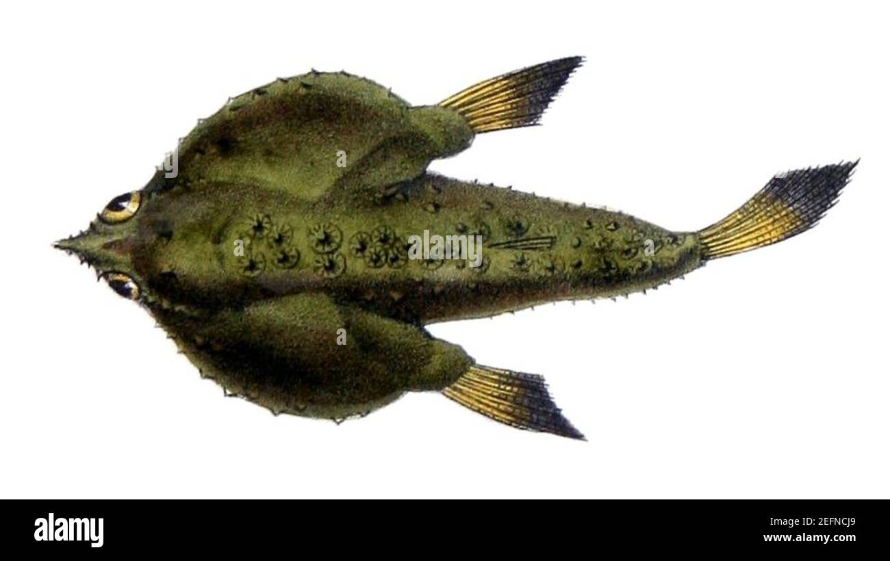 Notatus hi-res stock photography and images - Alamy