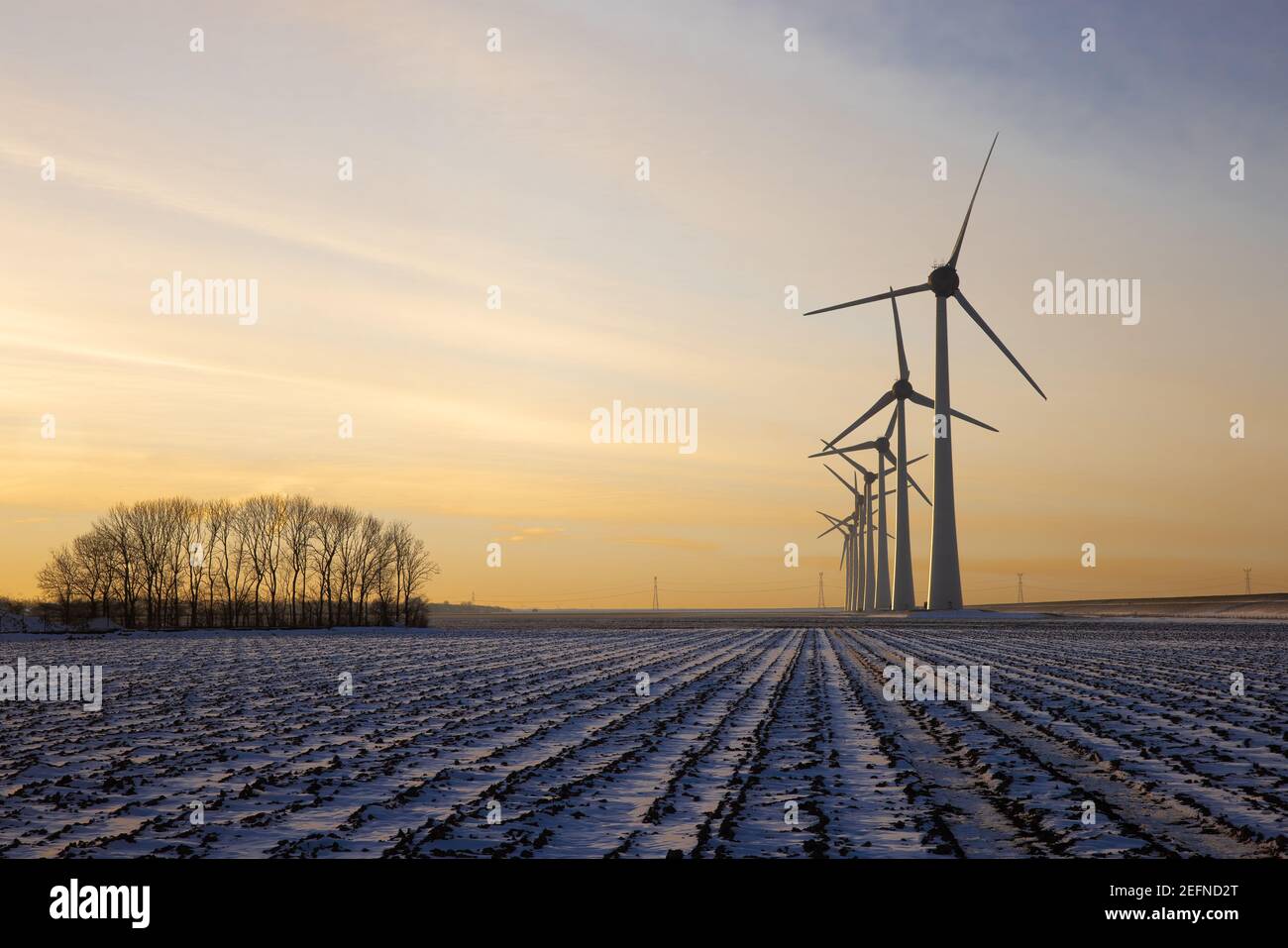Dutch rural landscape with windturbines and fields covered with snow ...