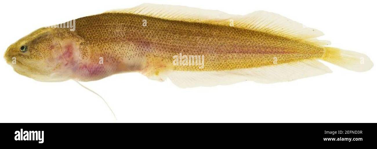 Sabaji hi-res stock photography and images - Alamy