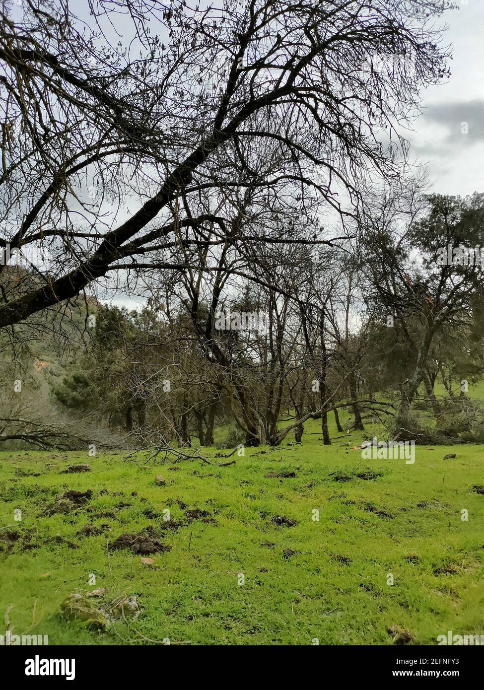 Vertical shot of a natural landscape with trees Stock Photo - Alamy
