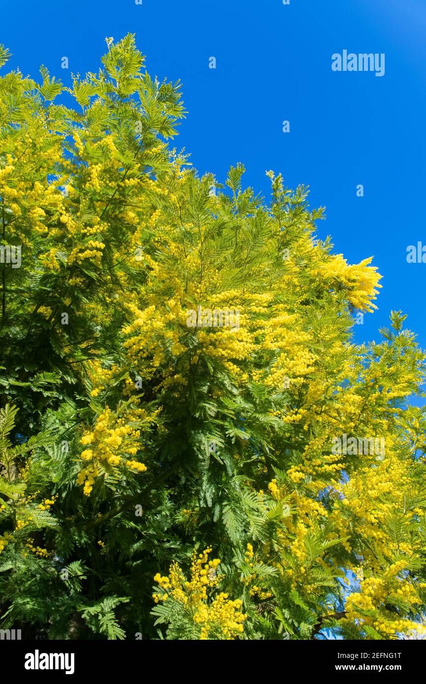 Mimosa tree art hi-res stock photography and images - Alamy