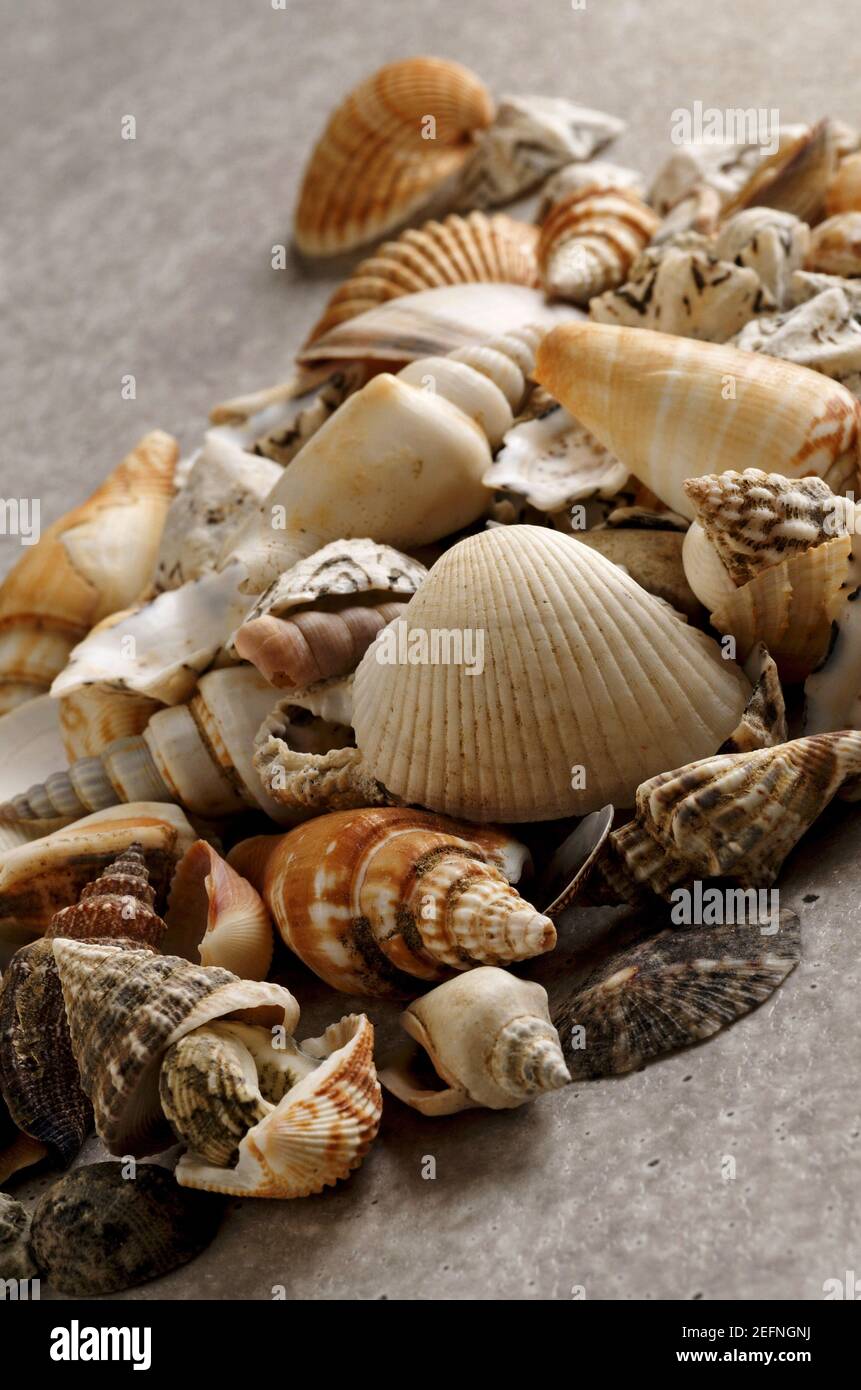Closeup vertical shot of a pile of various differently shaped seashells ...