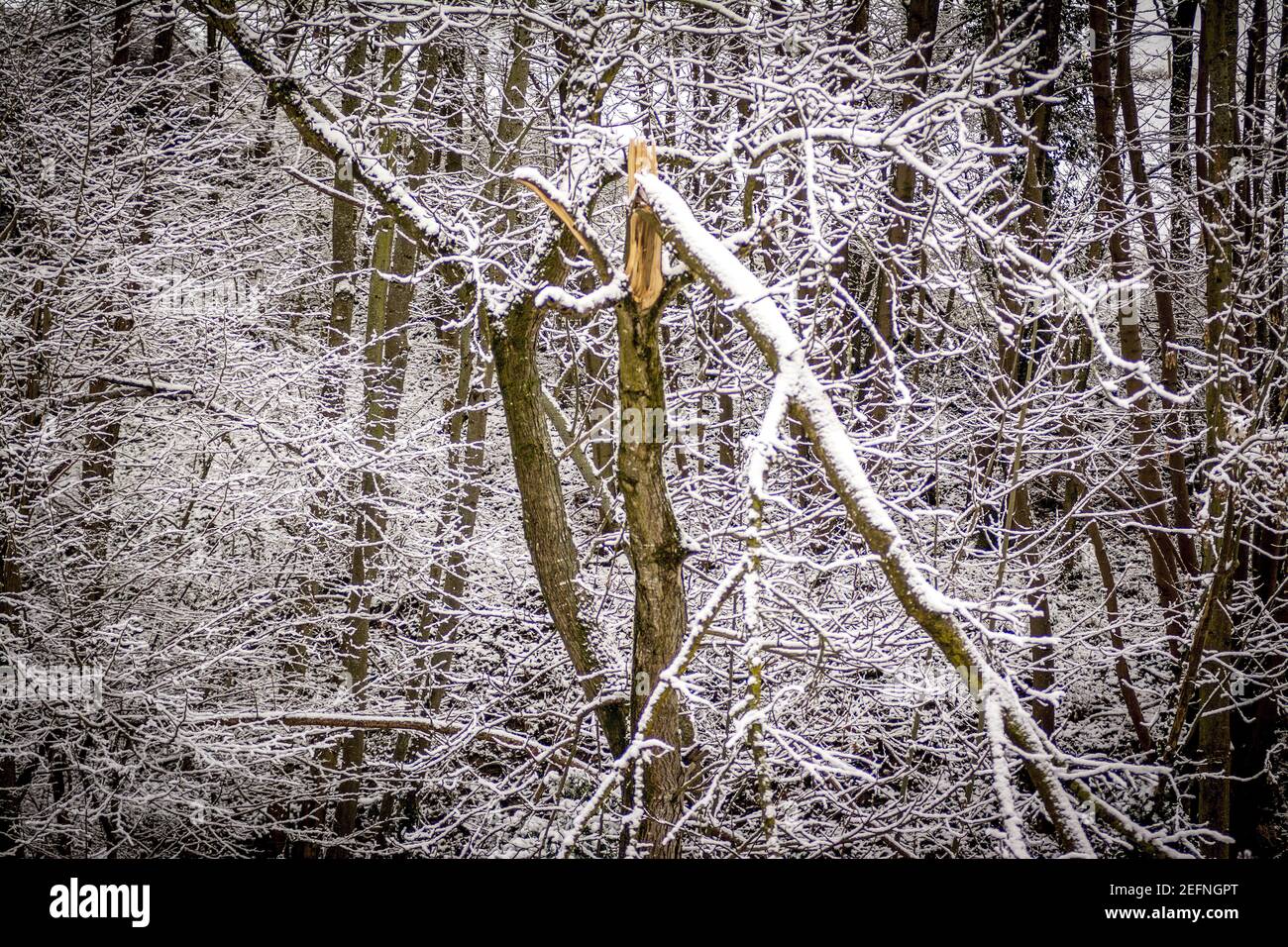 Broken tree in a dense forest covered with snow in the wintertime Stock ...