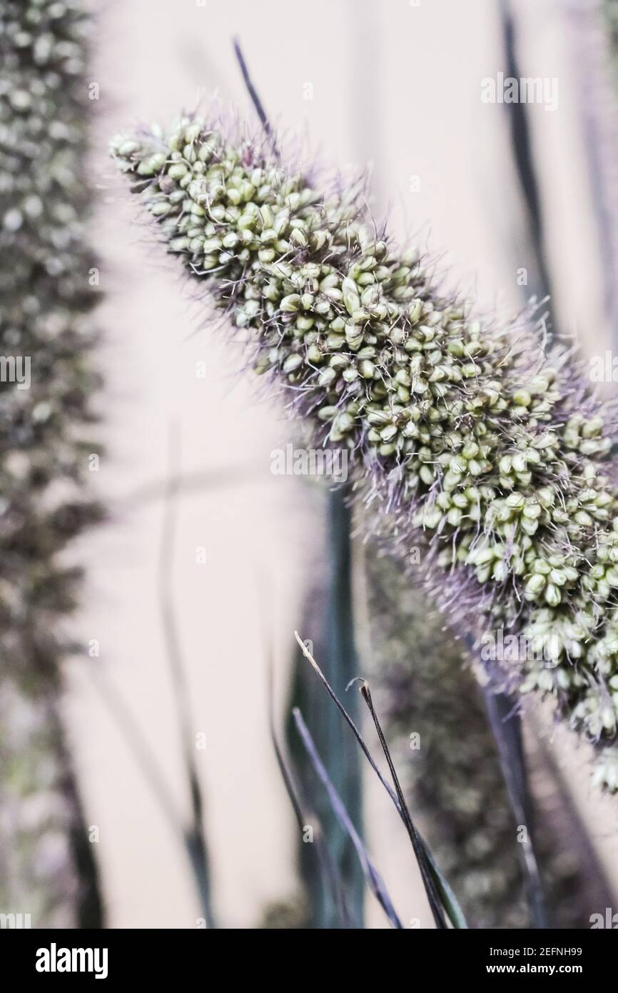 Dry timothy hi-res stock photography and images - Alamy