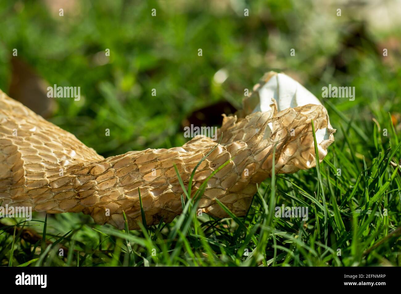 The shed skin of a snake after molting and Snakeskin may either refer ...