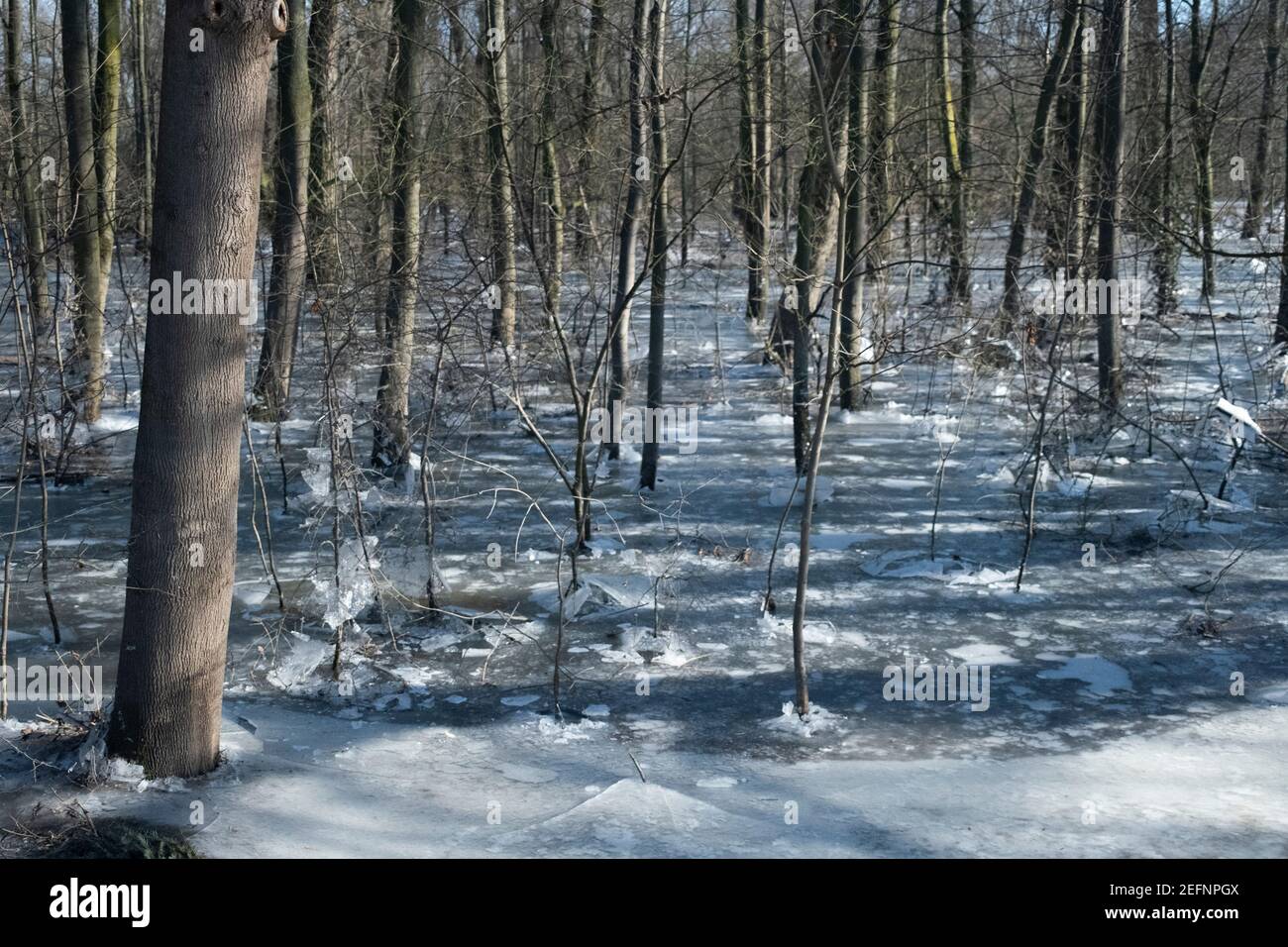 frozen flood in Cologne in Germany Stock Photo - Alamy