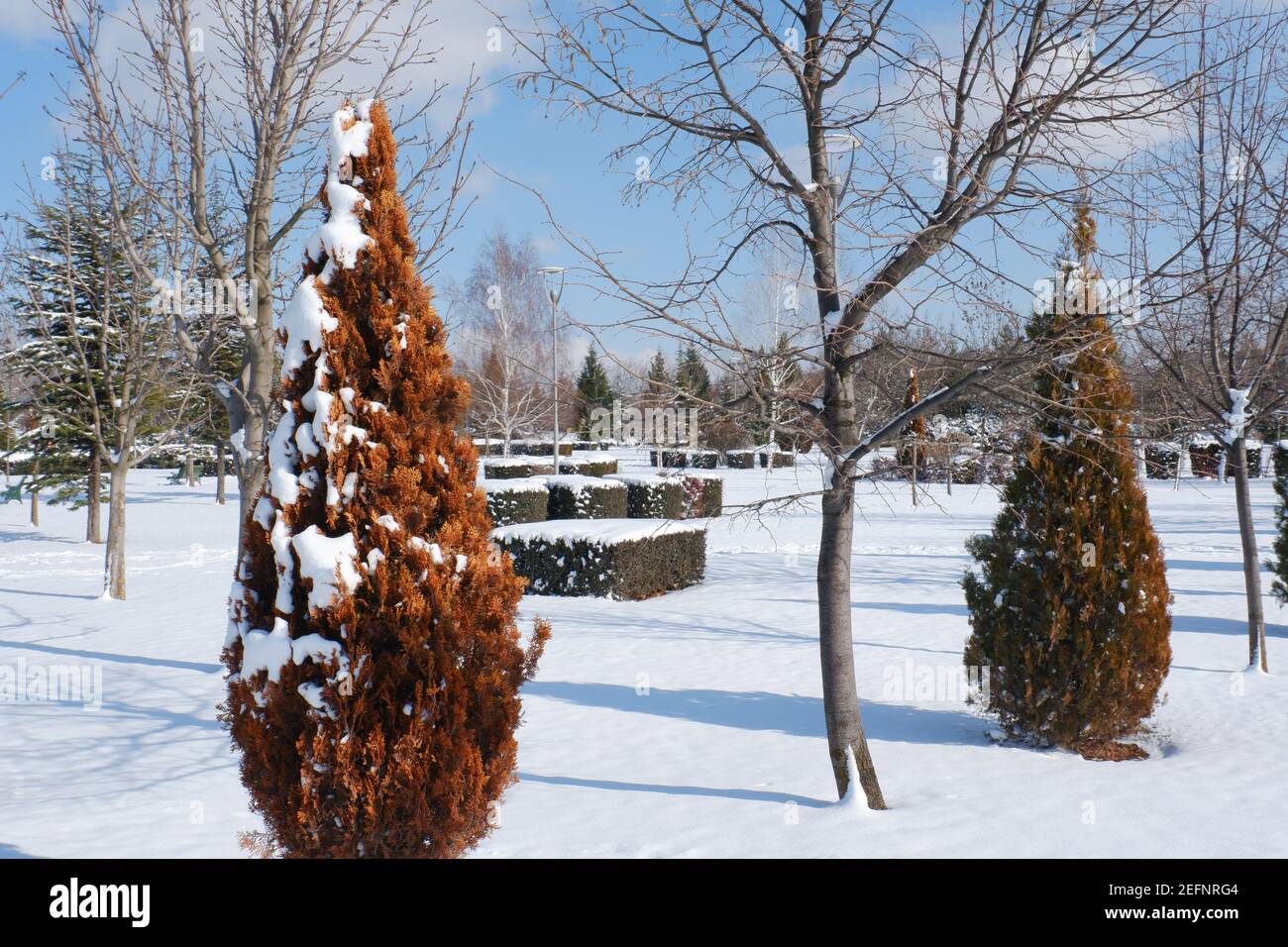 Trees under the snow in the forest hi-res stock photography and images ...