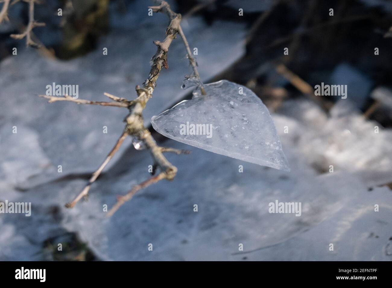 frozen flood in Cologne in Germany Stock Photo - Alamy
