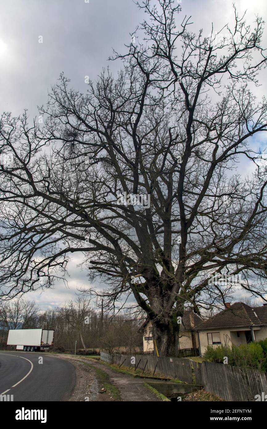 A branched tree of an old oak that is protected by law. The tree ...