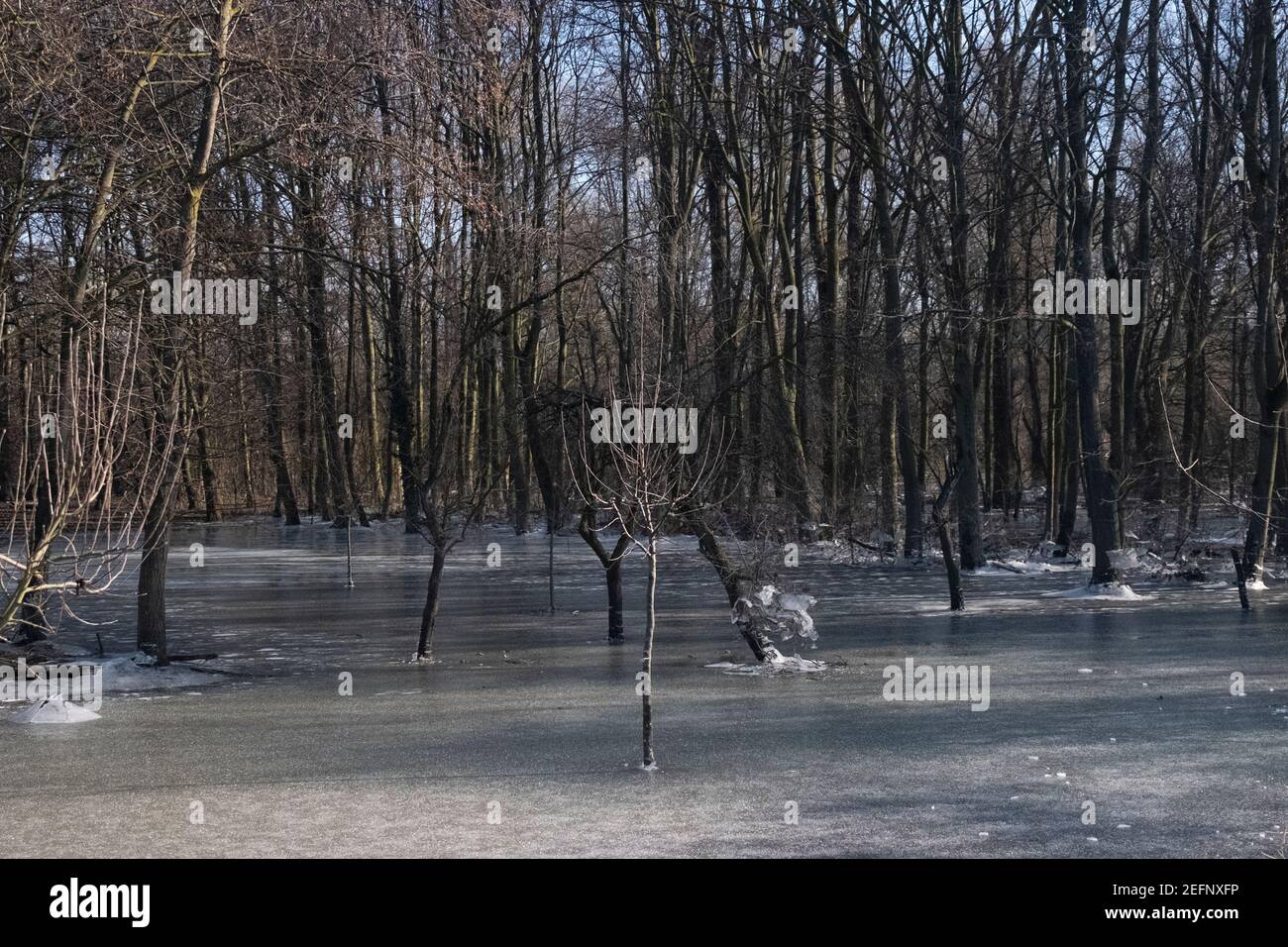 frozen flood in Cologne in Germany Stock Photo - Alamy