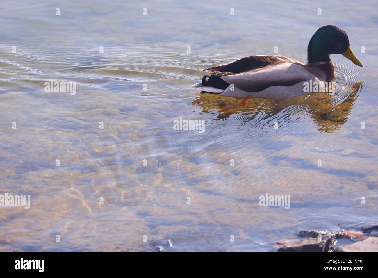 Brown Duck Swimming at Lake Stock Photo - Alamy
