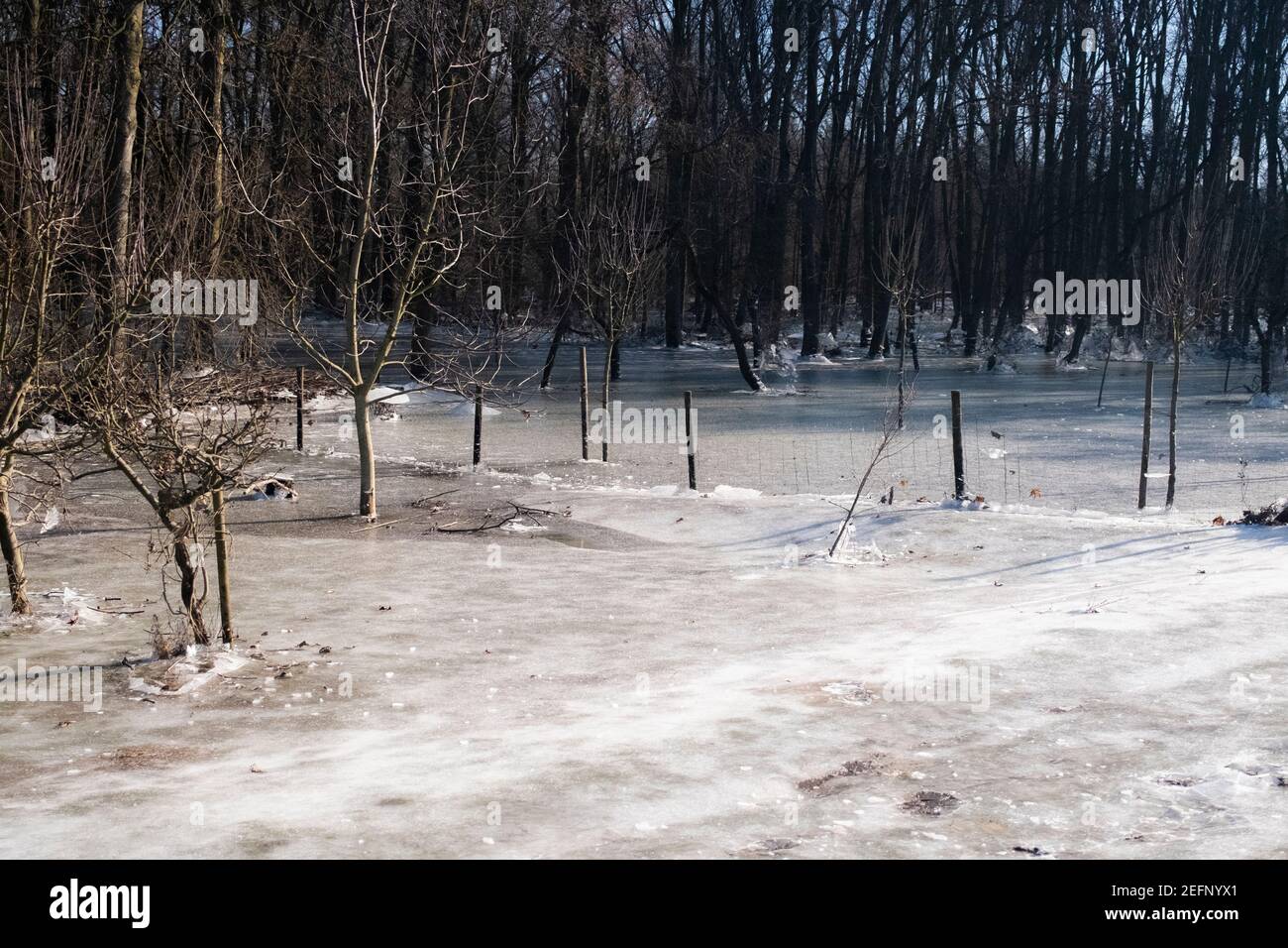 frozen flood in Cologne in Germany Stock Photo - Alamy