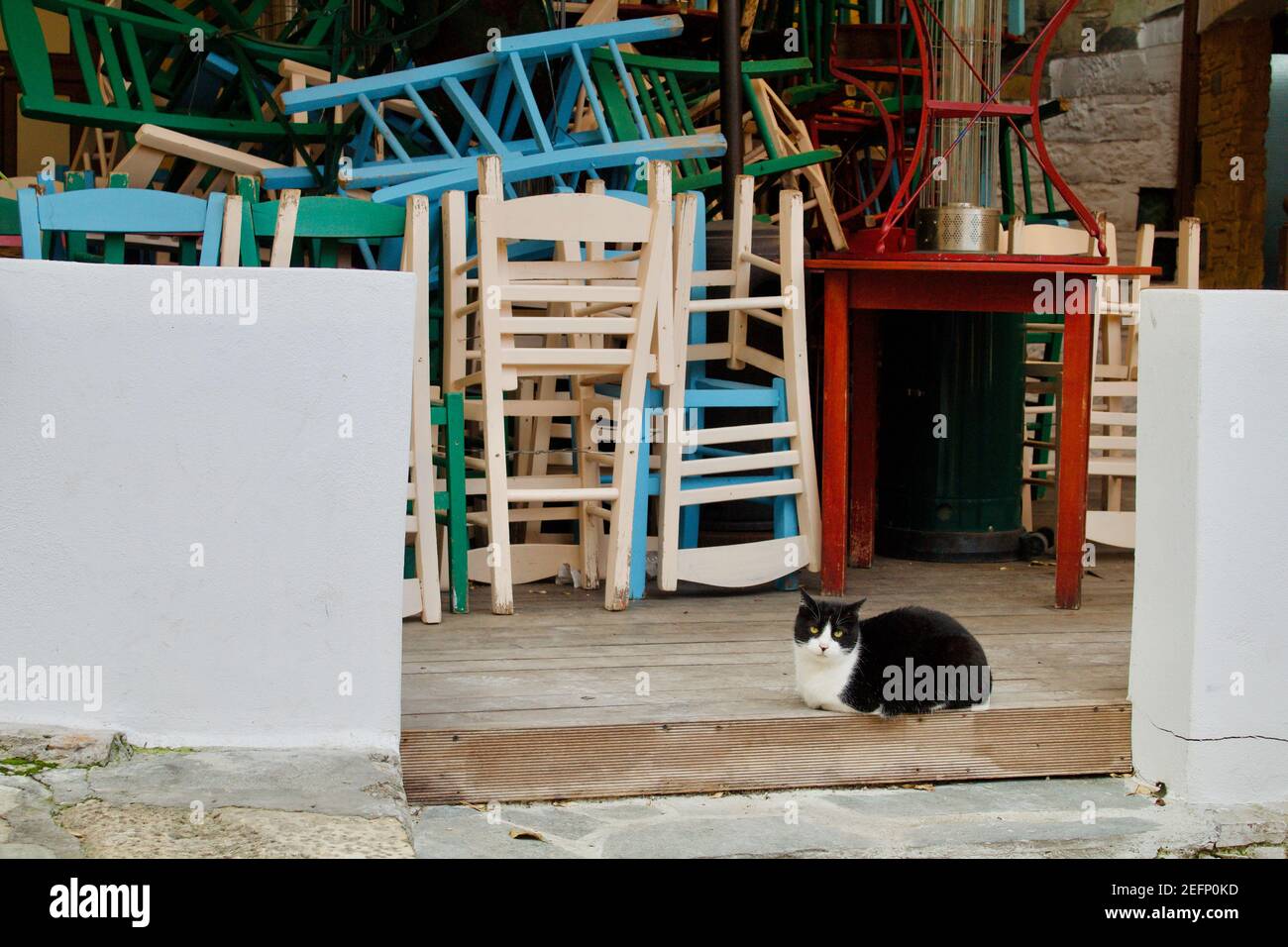 Portrait of a cat in the streets of Plaka. Pile of chairs from a closed ...