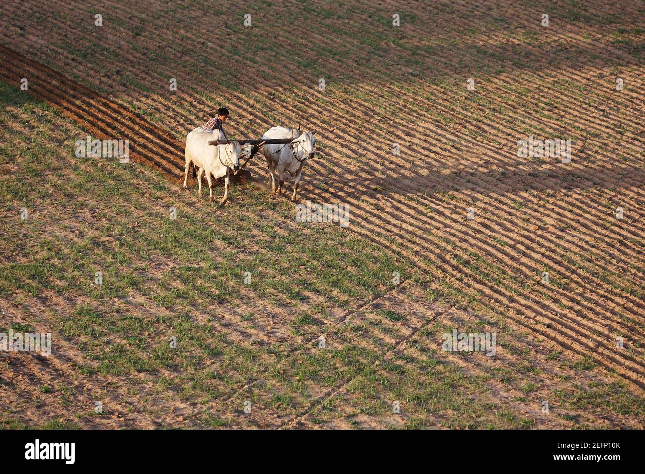 A man plowing a field with oxen in Bagan, Myanmar Stock Photo - Alamy