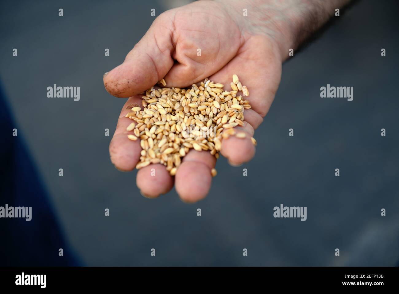 close up of authentic farmers hand with grains of wheat Stock Photo - Alamy