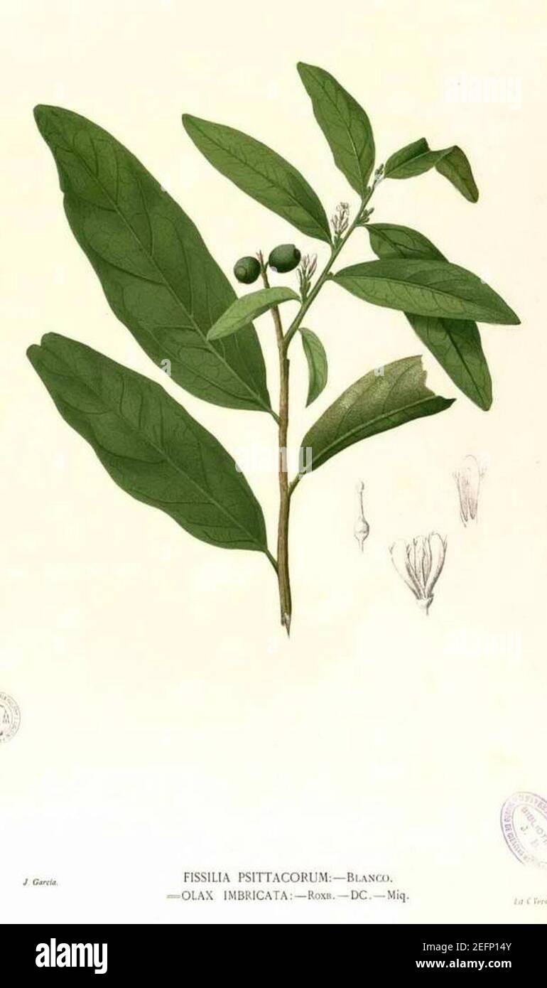 Olax imbricata hi-res stock photography and images - Alamy