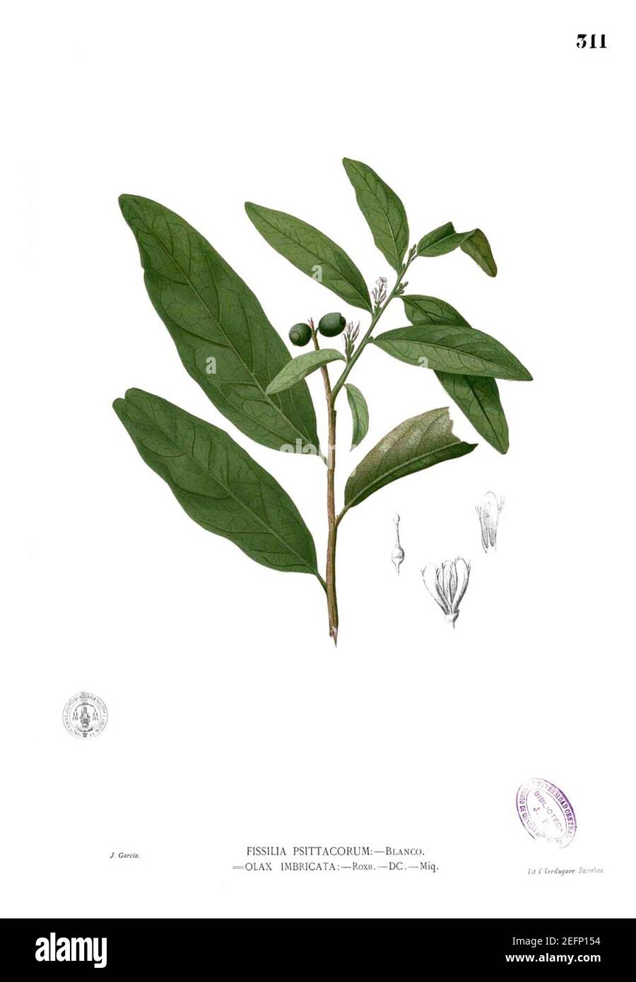 Olax imbricata hi-res stock photography and images - Alamy