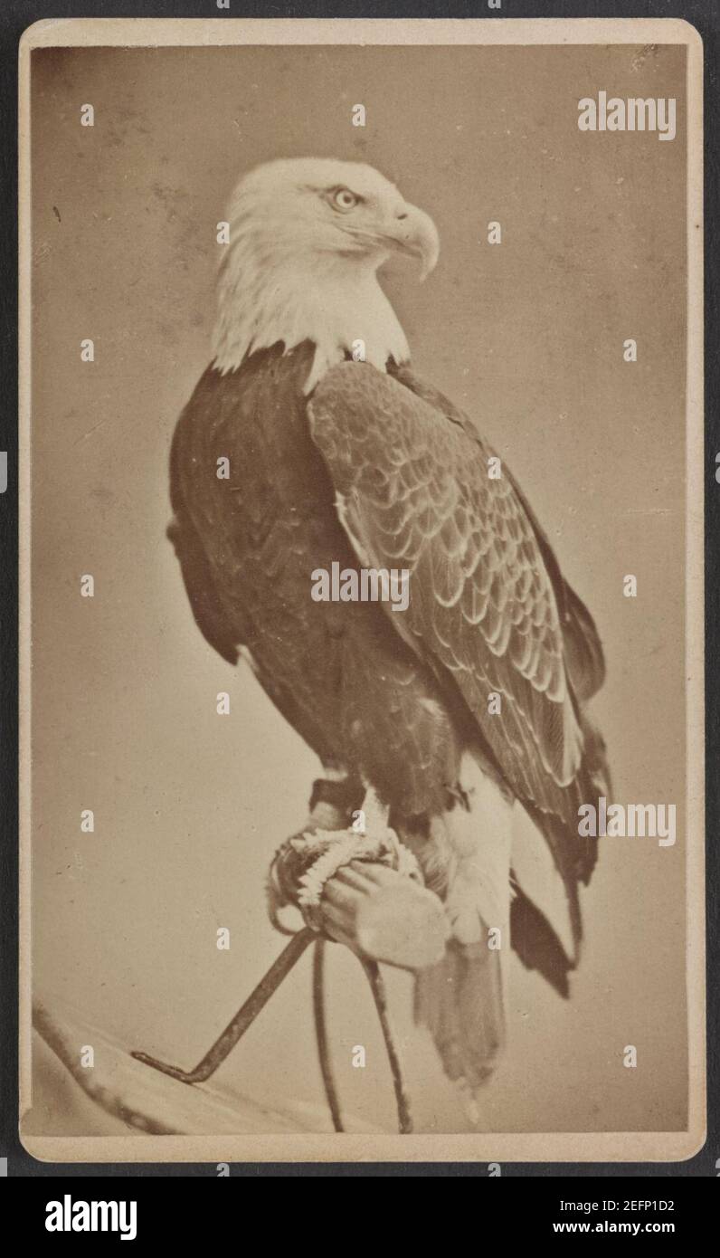 Old abe war eagle hi-res stock photography and images - Alamy