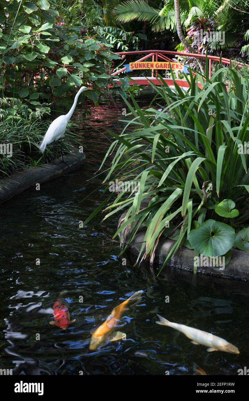 Sunken pond hi-res stock photography and images - Alamy