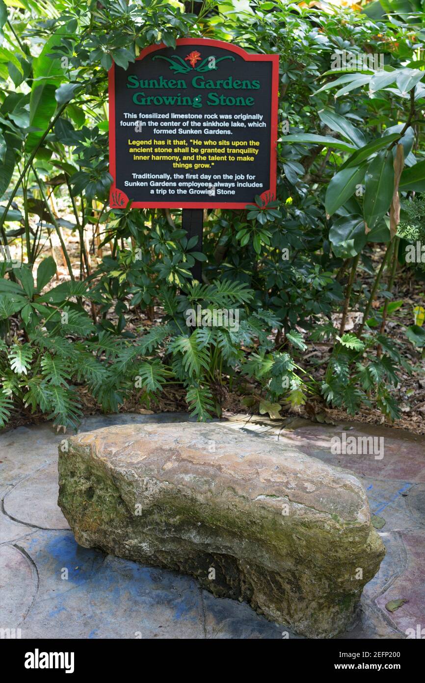The Growing Stone, at Sunken Gardens in St. Petersburg, Florida Stock ...