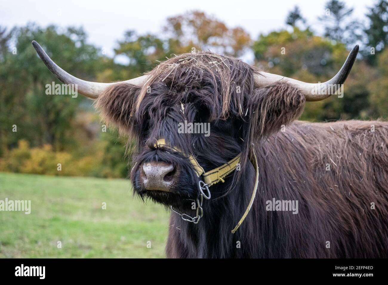 Black highland cattle hi-res stock photography and images - Alamy