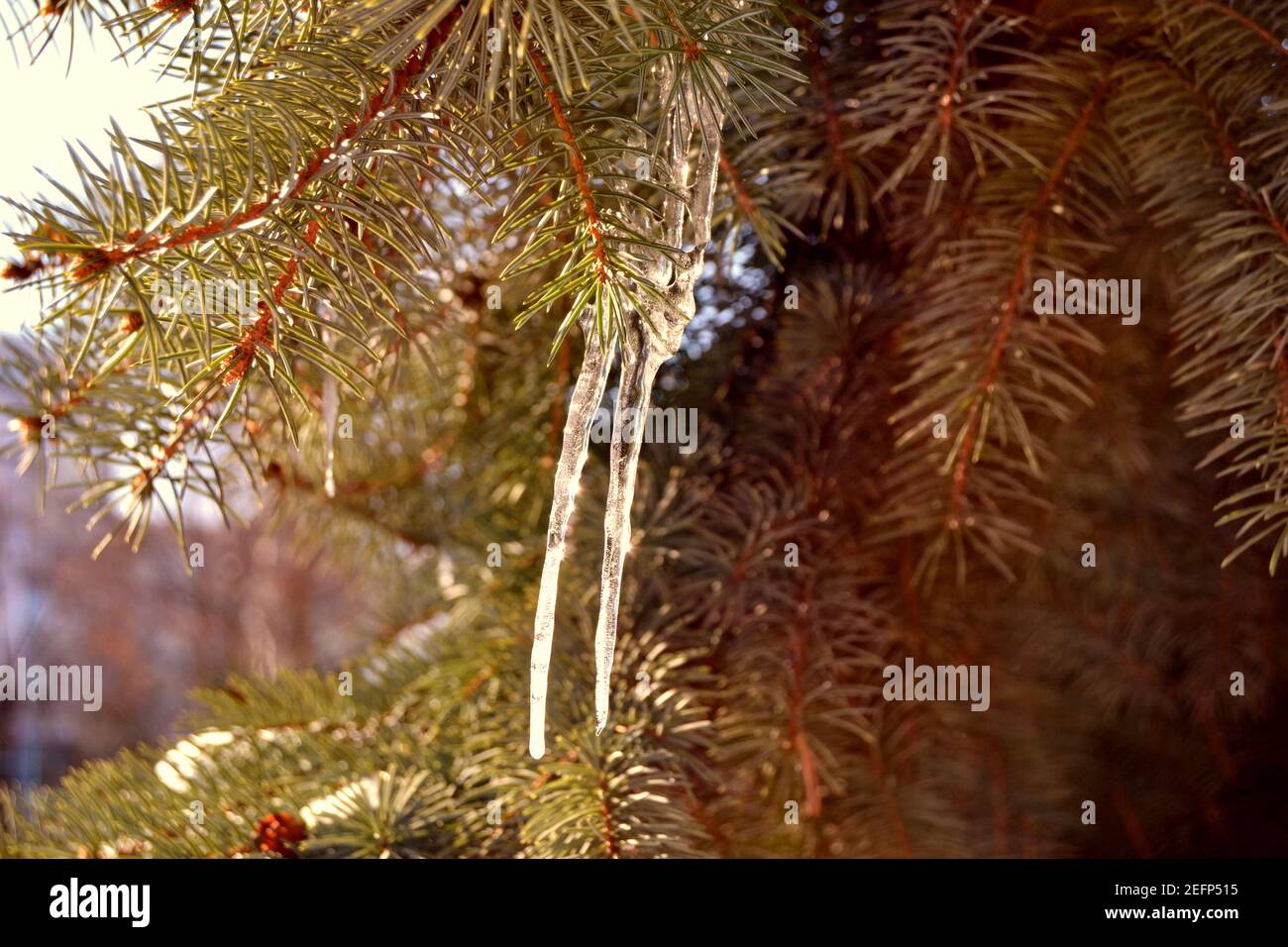 Beautiful icicles on tree branch hi-res stock photography and images ...